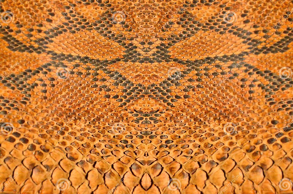Boa skin texture stock photo. Image of snake, nature - 59001358