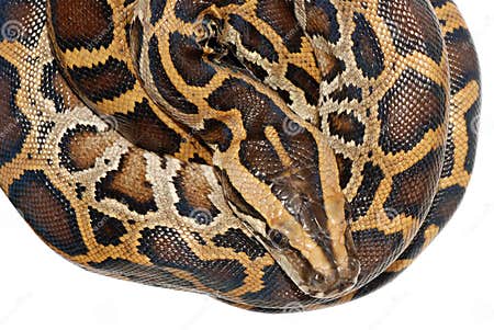Boa snake stock photo. Image of closeup, fauna, dark - 15695138