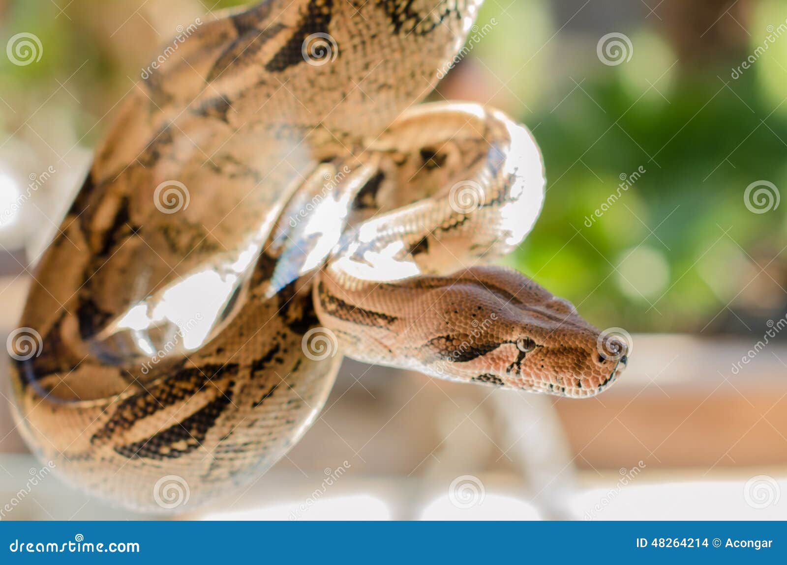 Boa snake stock photo. Image of serpent, constriction - 48264214