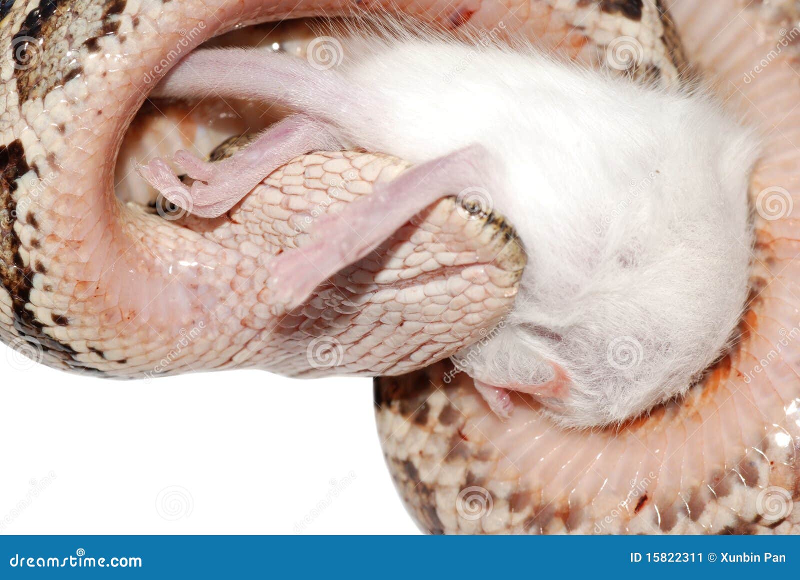Boa snake eat rat stock image. Image of color, hunt, brown - 15822311