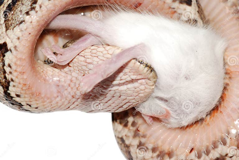 Boa snake eat rat stock image. Image of color, hunt, brown - 15822311