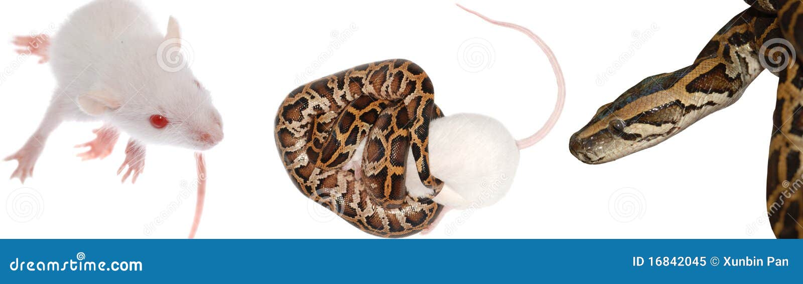 Boa snake eat rat stock image. Image of adventure, life - 16842045