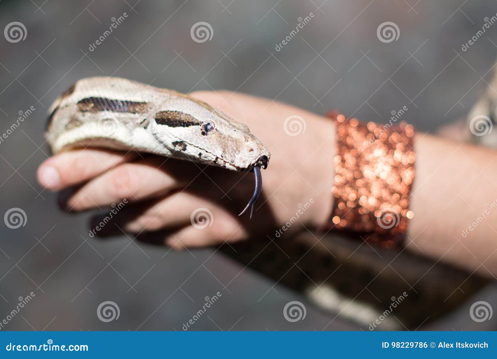 Boa Snake in the Hand Human Stock Photo - Image of head, constrictor ...