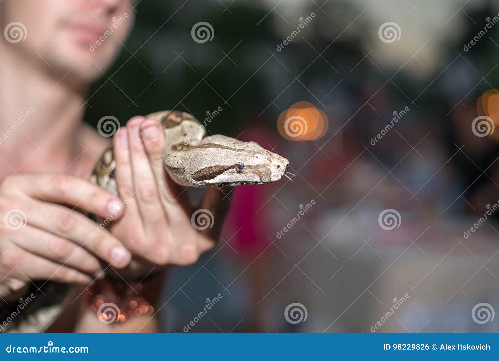 Boa Snake in the Hand Human Stock Photo - Image of dangerous, hand ...