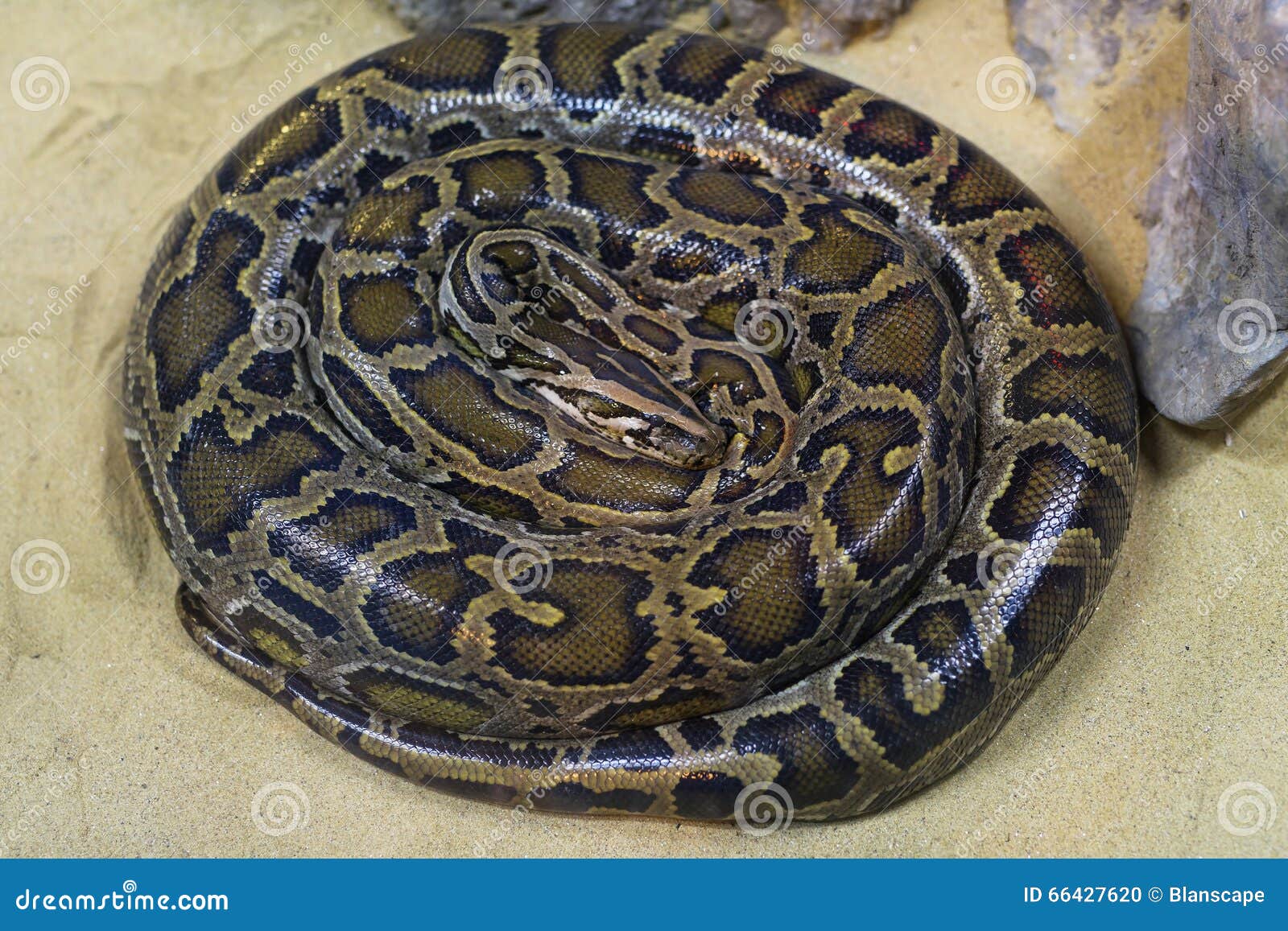 Boa Snake Head and Body Skin Stock Photo - Image of background ...