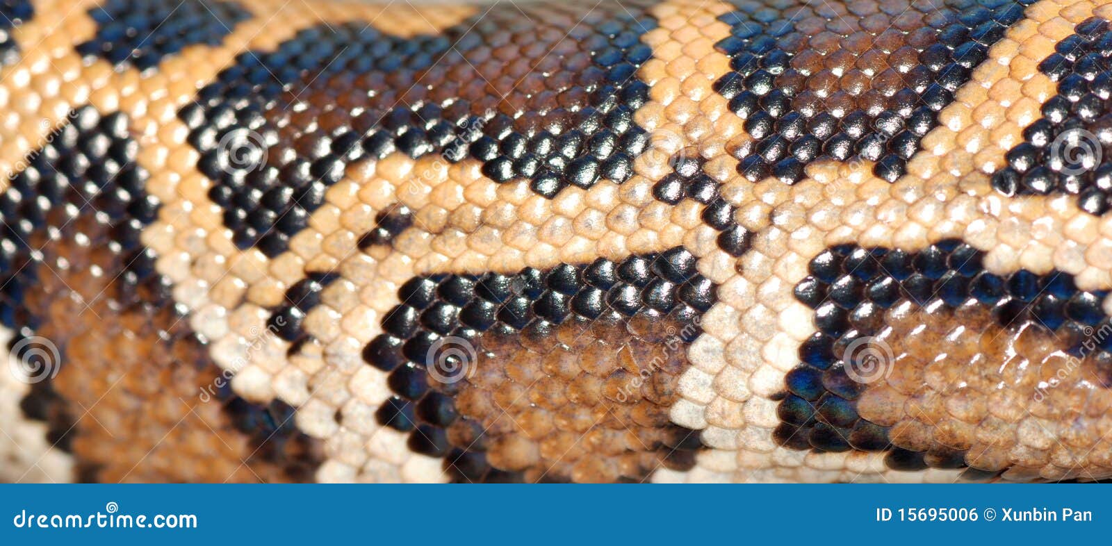Snake Pattern Design Royalty-Free Stock Photo | CartoonDealer.com ...