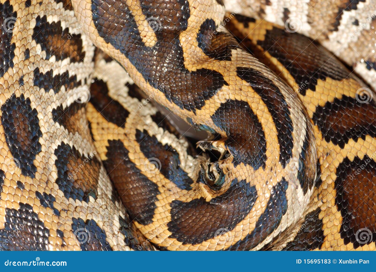 Snake Pattern Design Royalty-Free Stock Photo | CartoonDealer.com ...