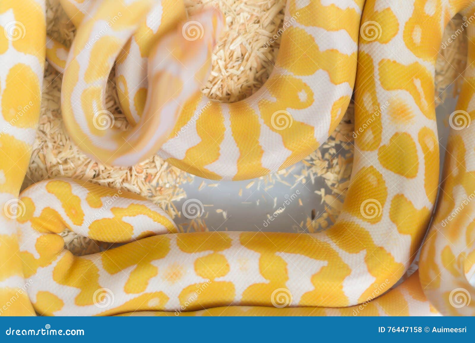 Boa snake was curled up stock photo. Image of print, dangerous - 76447158