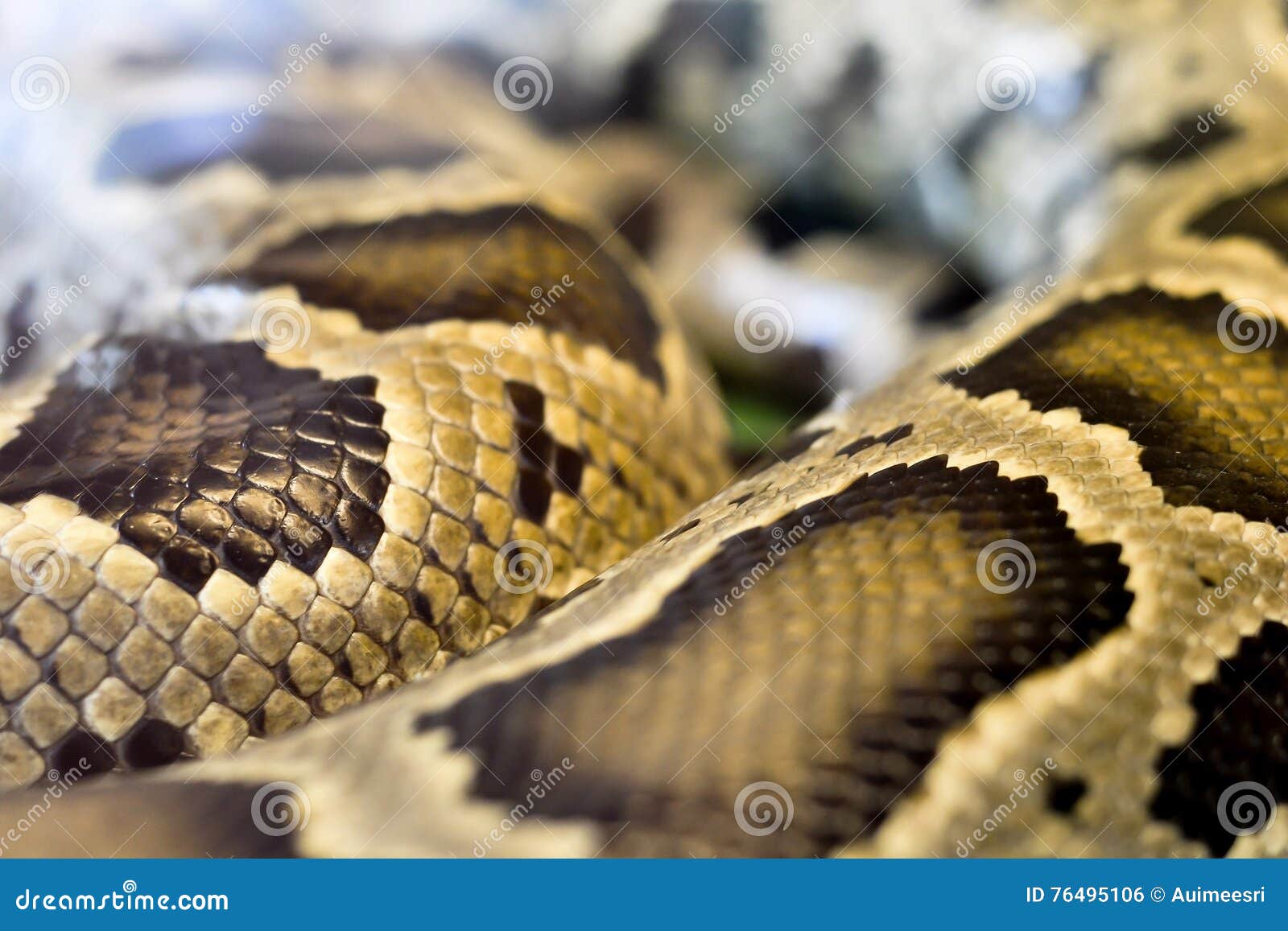 Boa snake was curled up stock photo. Image of texture - 76495106