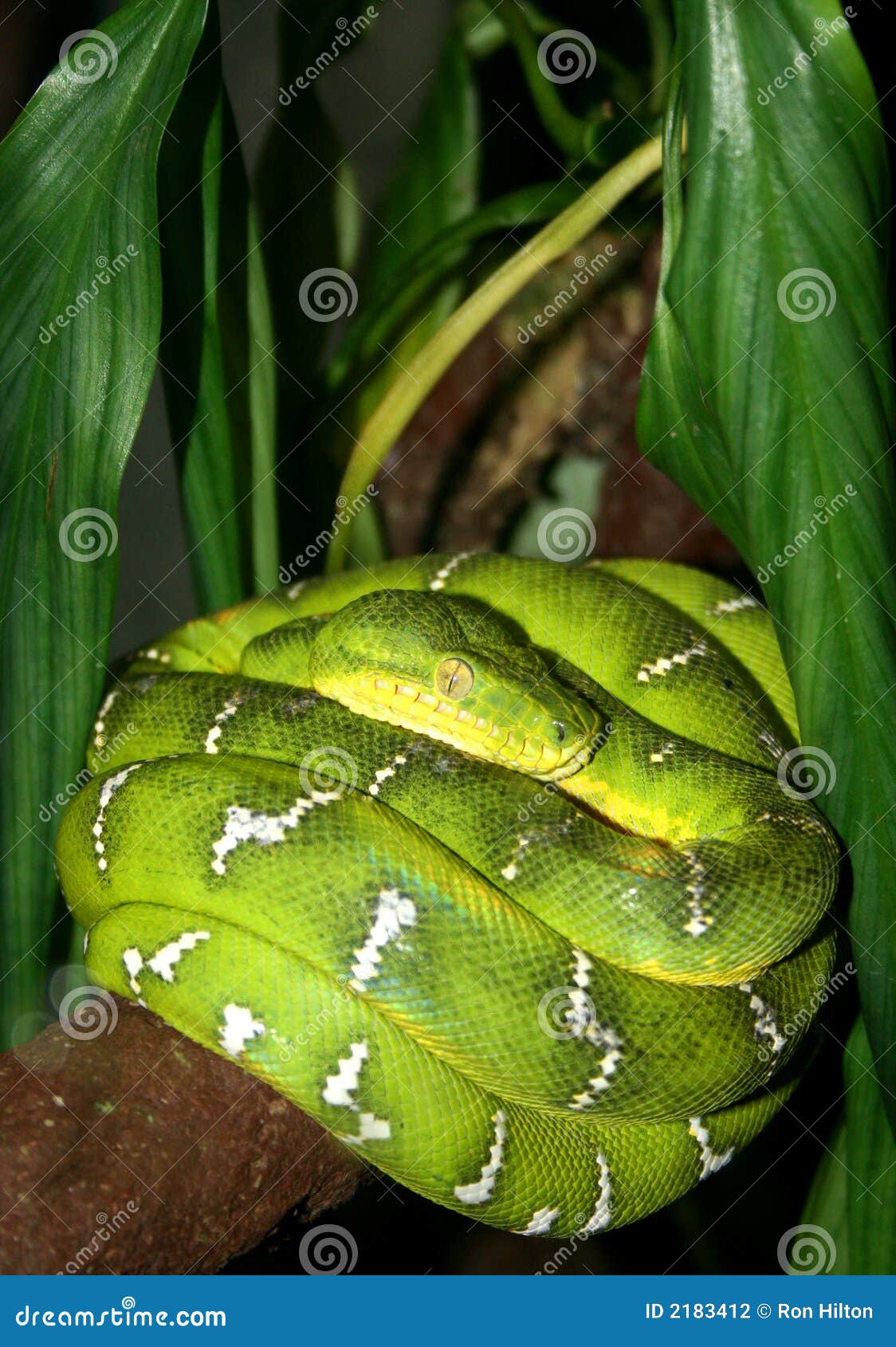 Boa verde smeraldo fotografia stock. Immagine di verde - 2183412