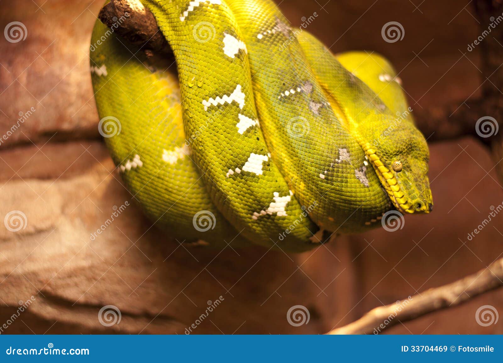 Boa verde smeraldo immagine stock. Immagine di macro - 33704469