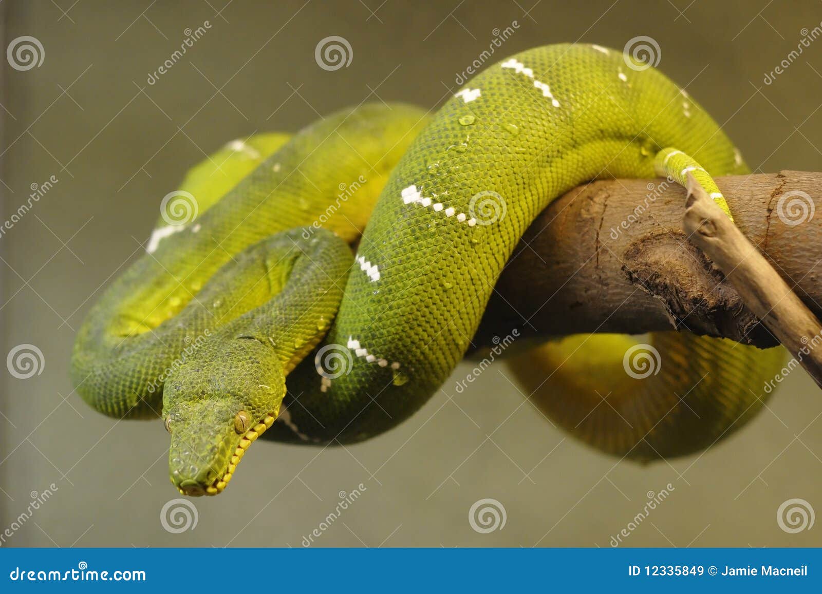 Boa Verde Smeraldo Dell'albero Immagine Stock - Immagine di arrotolato ...