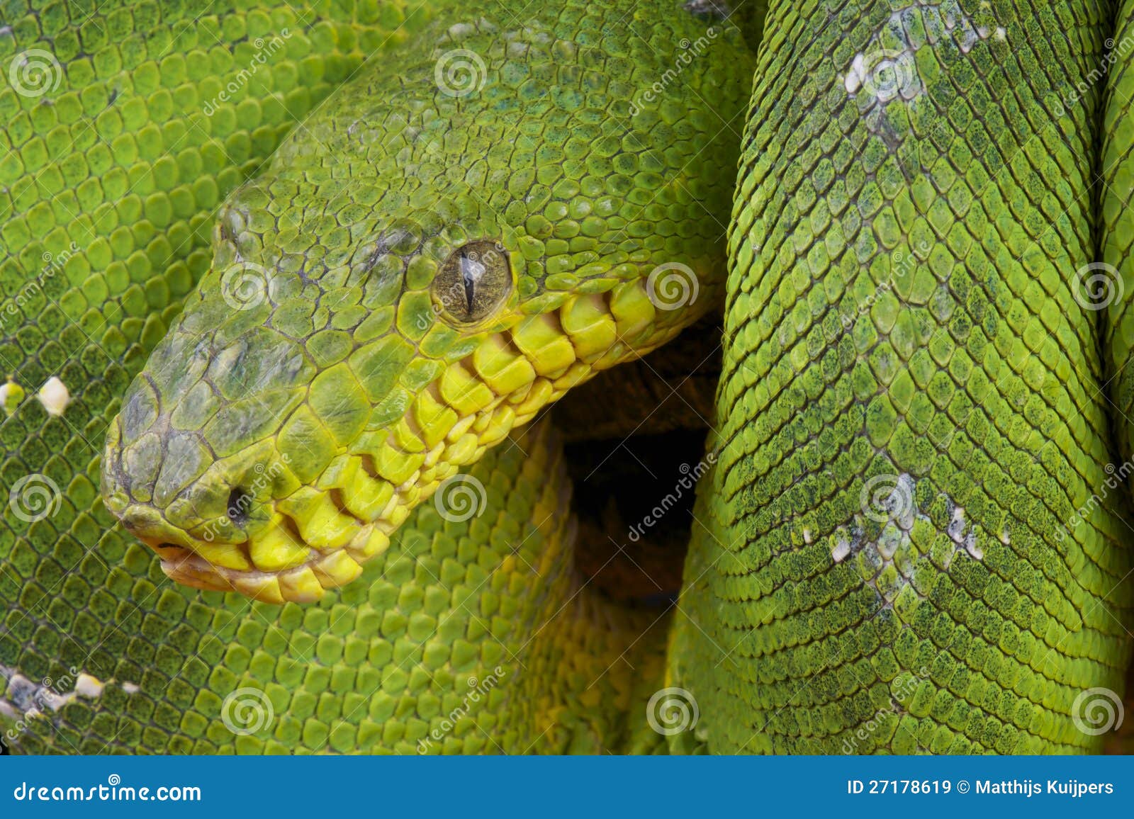 Boa Verde Smeraldo Dell'albero Immagine Stock - Immagine di rettili ...