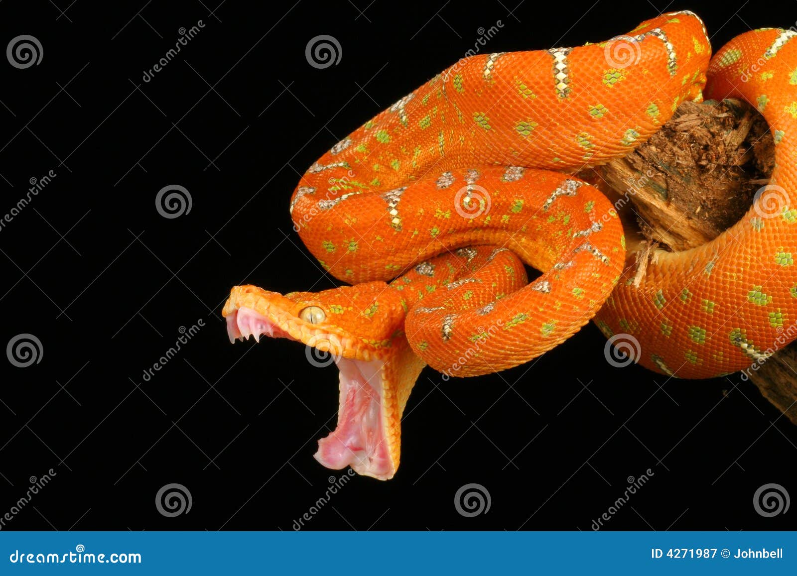 Boa Verde Smeraldo Dell'albero Immagine Stock - Immagine di albero ...