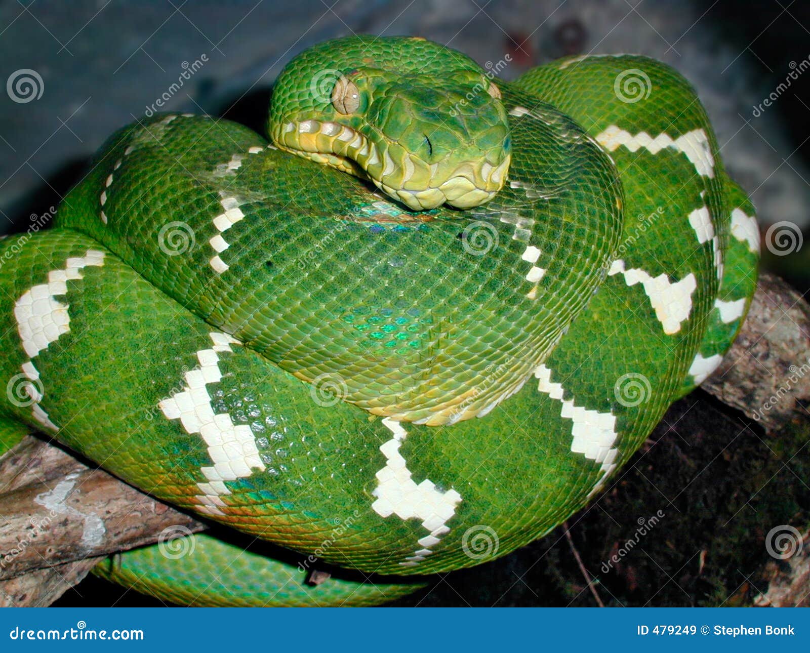 Boa Verde Smeraldo Dell'albero Immagine Stock - Immagine di nave ...