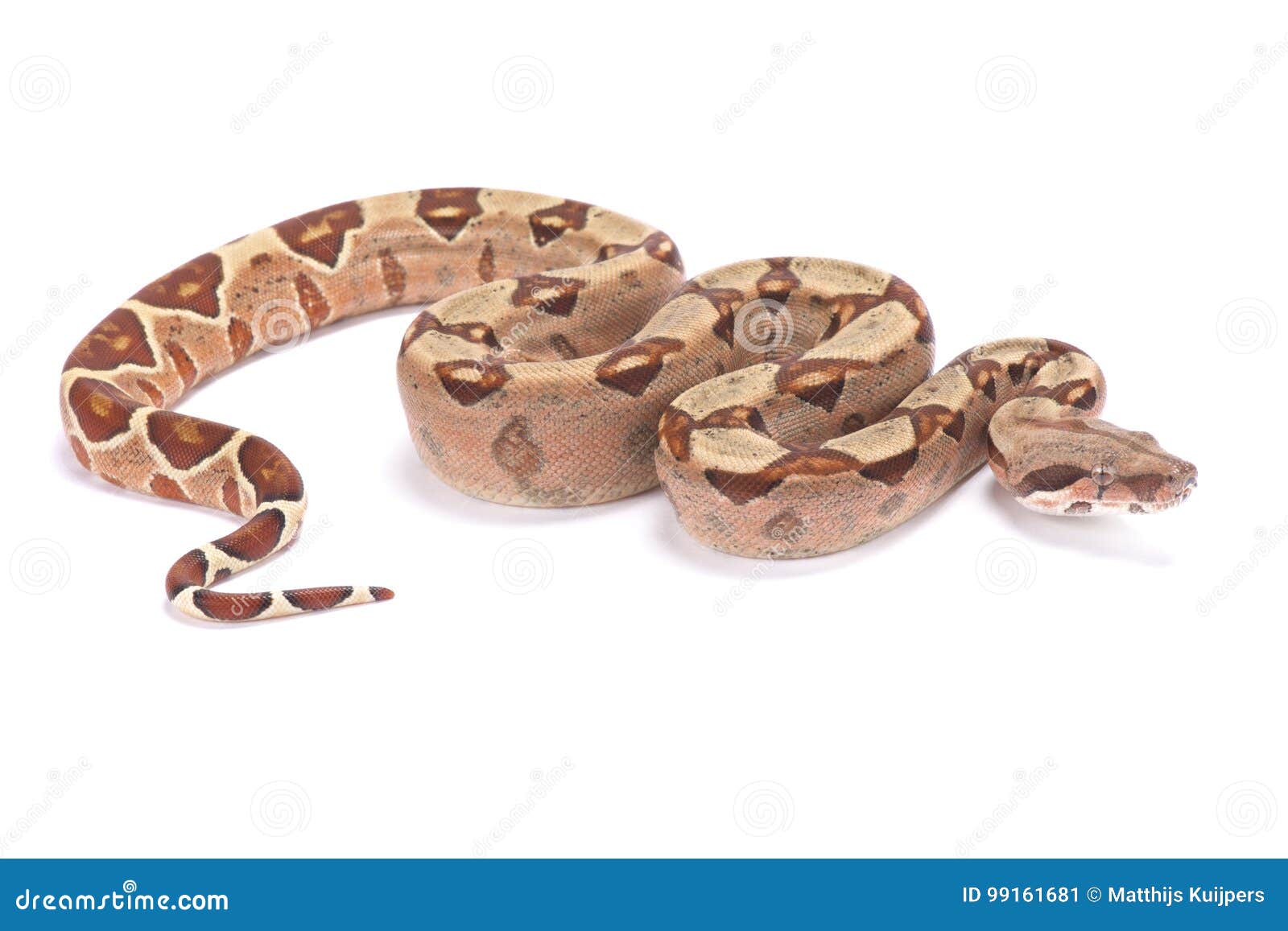 Boa Vermelho-atada, Imperator Do Constrictor De Boa Imagem de Stock ...