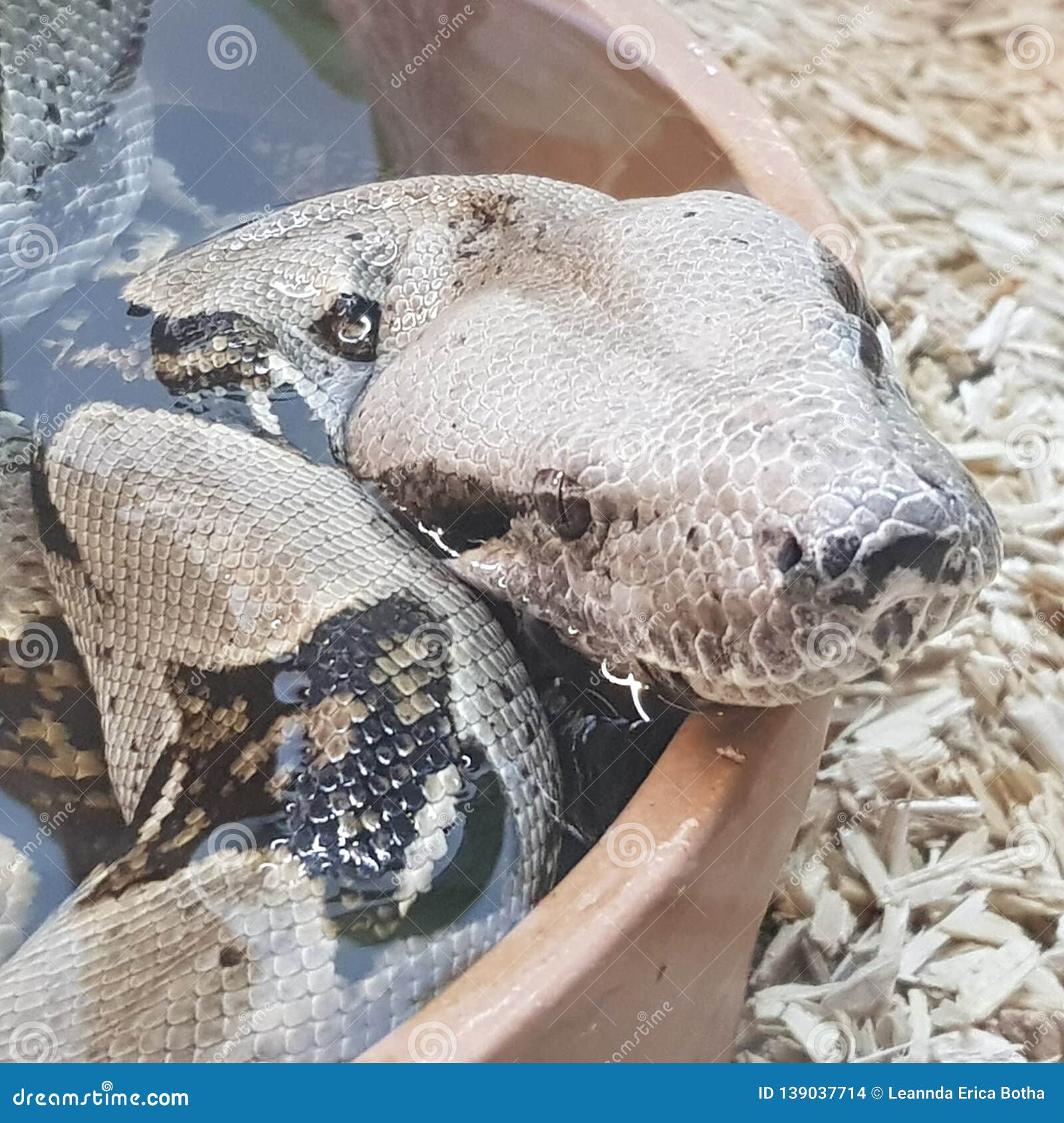 Boa in the water stock photo. Image of water, constrictor - 139037714