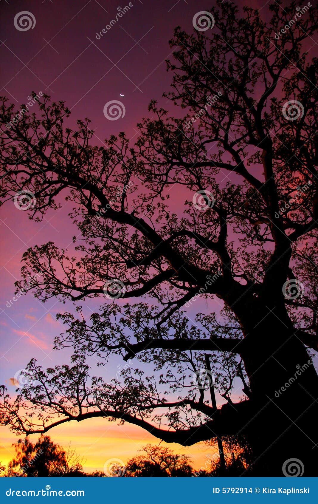 Boab dreams stock photo. Image of sunset, australia, tree - 5792914