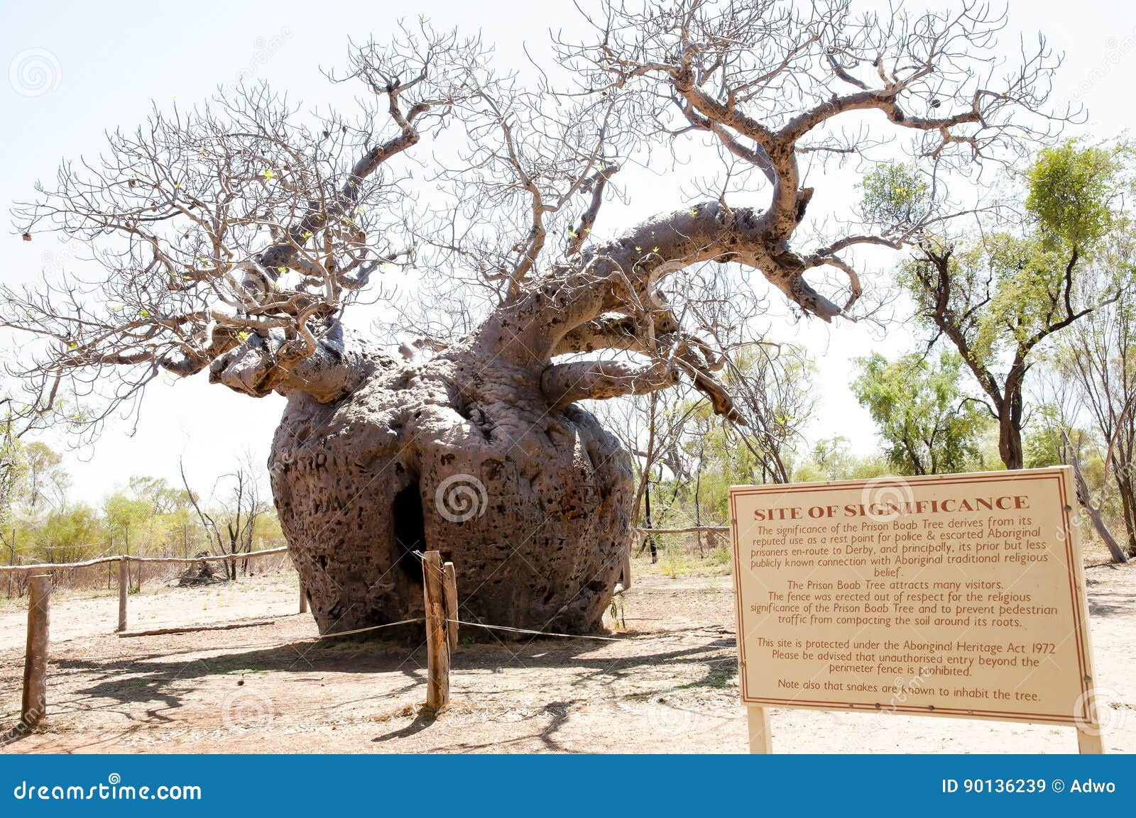 Boab Prison Tree - Kimberley - Australia Stock Image - Image of flora ...
