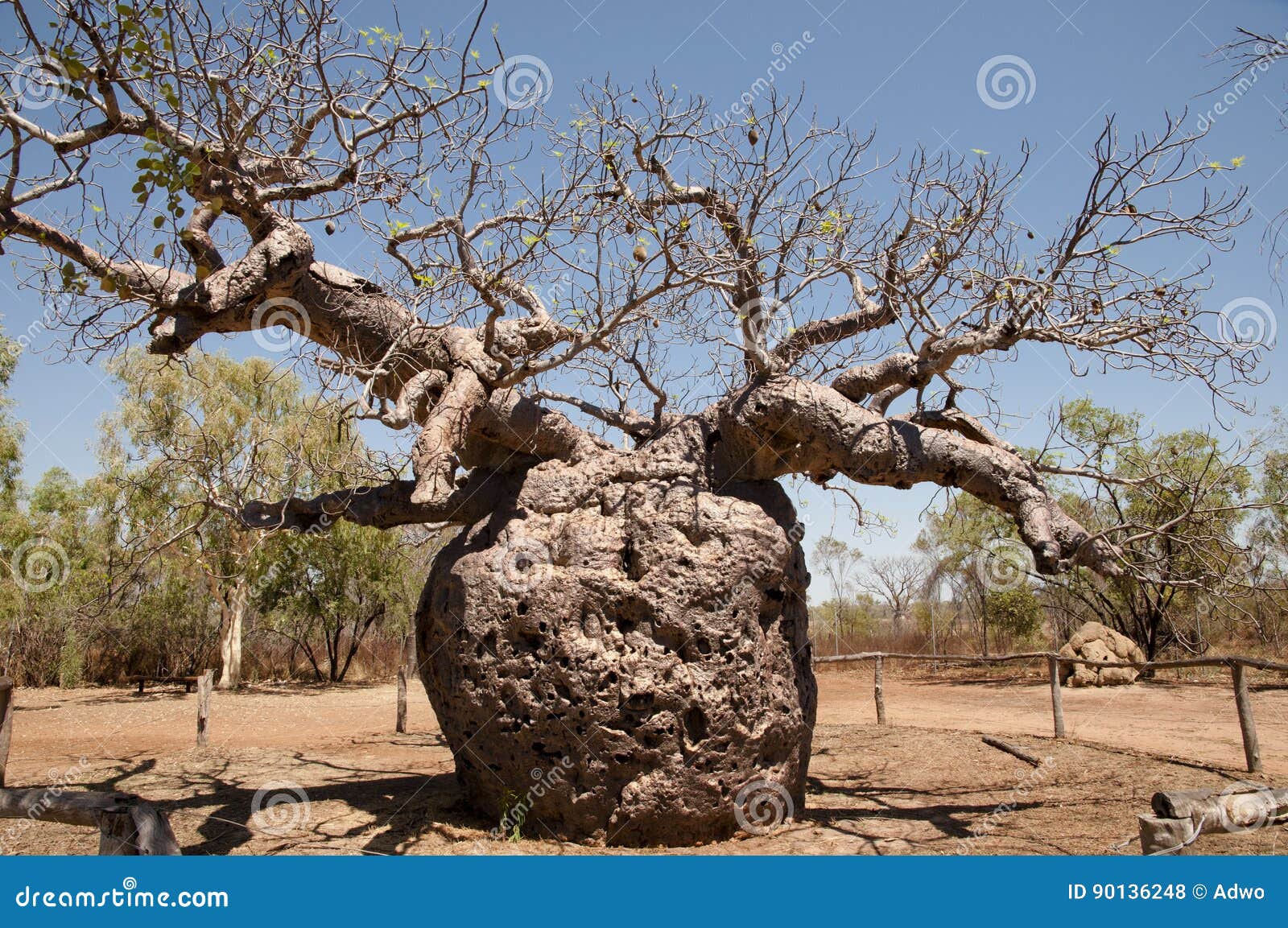 Boab Prison Tree - Kimberley - Australia Stock Photo - Image of trunk ...