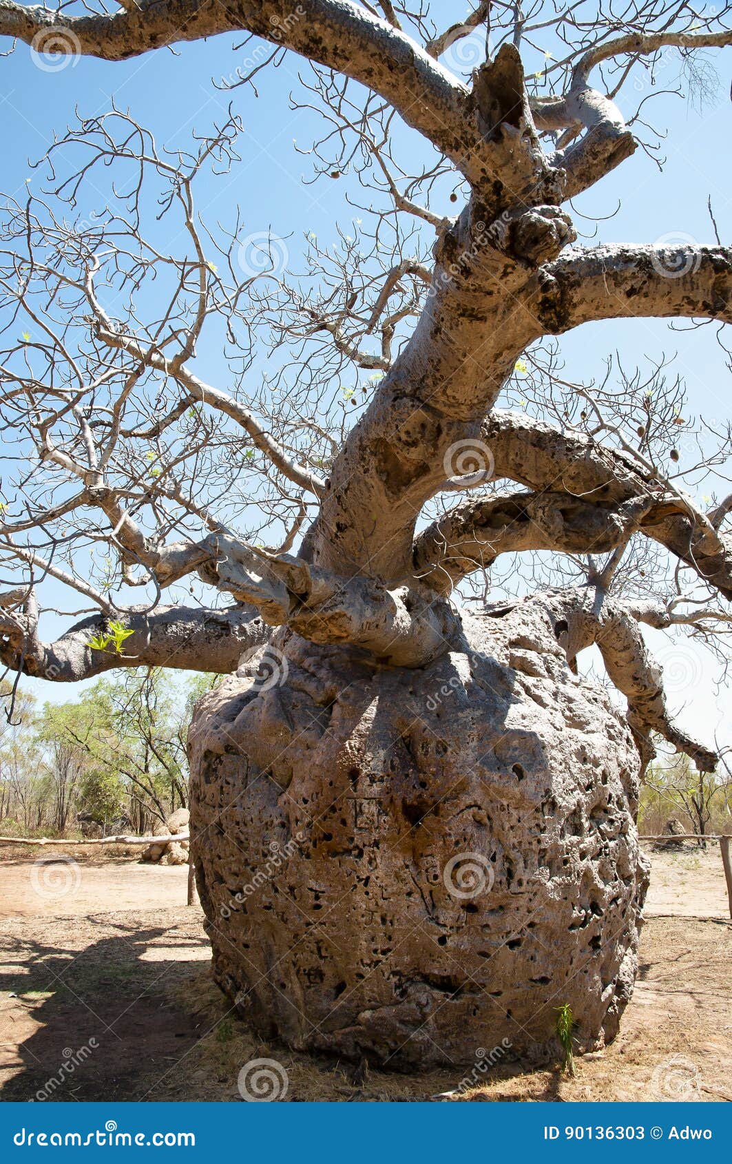Boab Prison Tree - Kimberley - Australia Stock Image - Image of ...