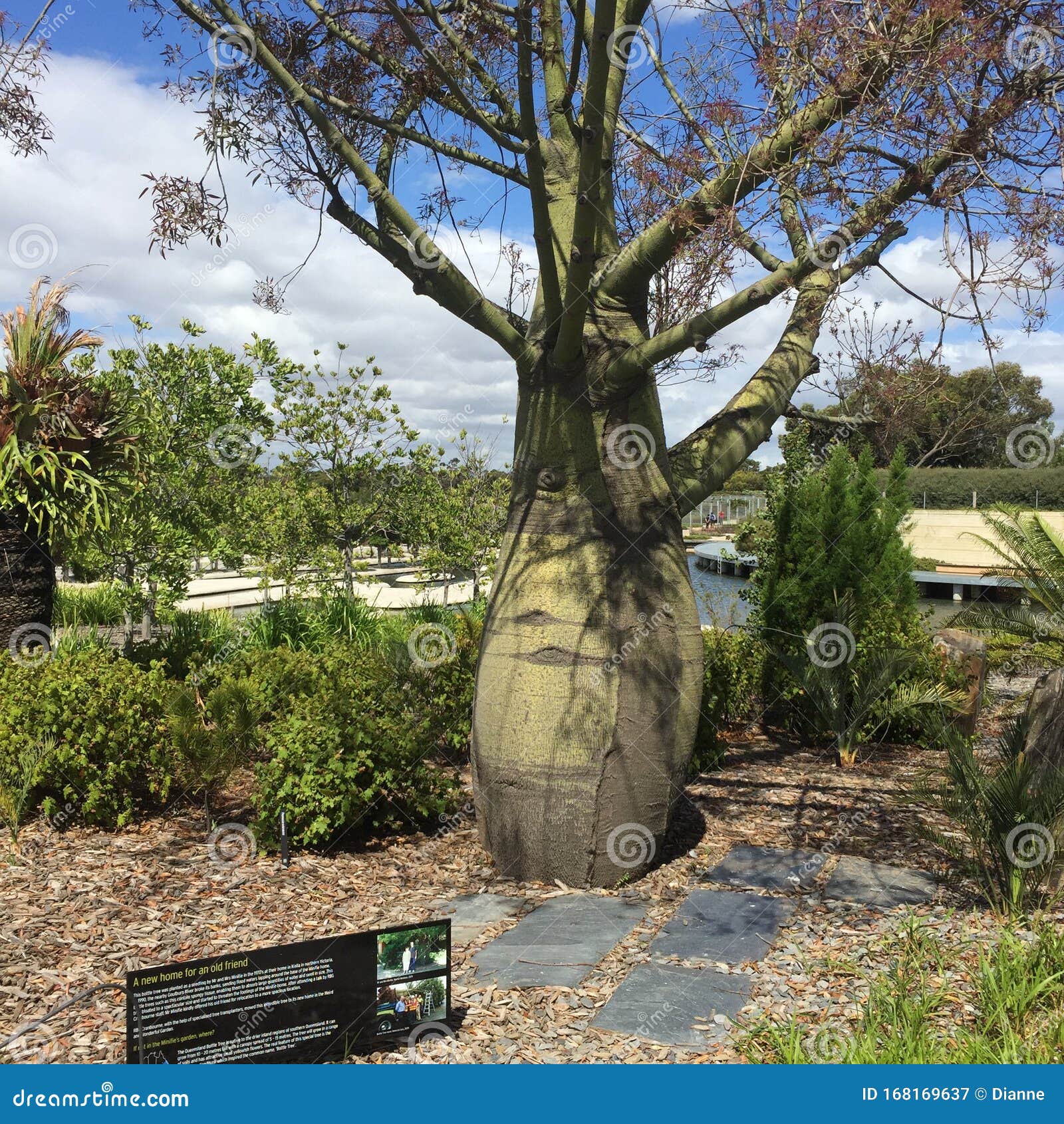 Boab tree stock image. Image of australian, boab, garden - 168169637