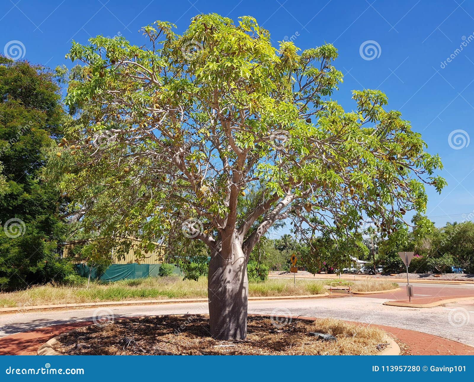 Boab Tree Street Scene Australian Outback Broome Western Australia ...