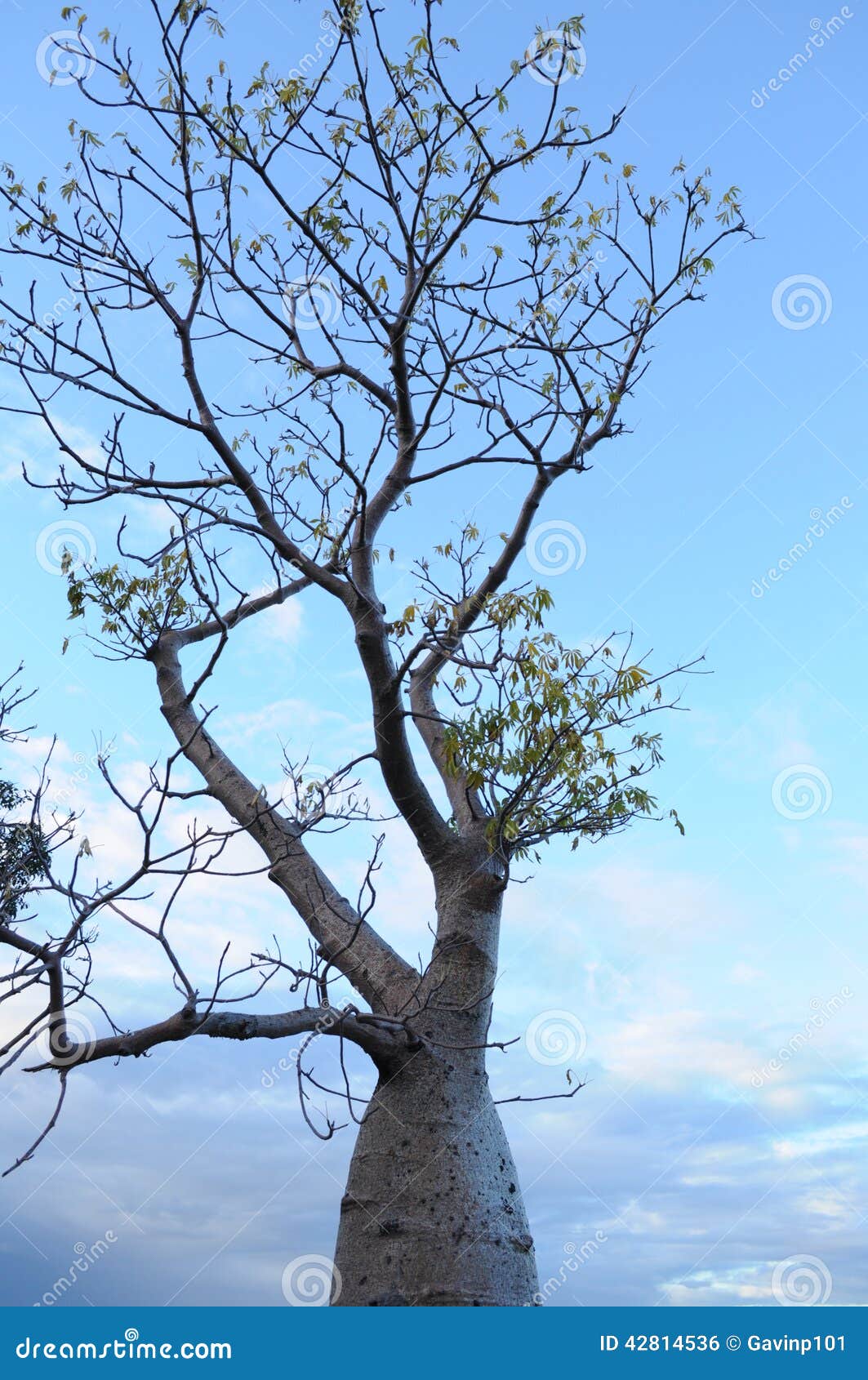 Boab tree stock photo. Image of tree, perth, kings, parks - 42814536
