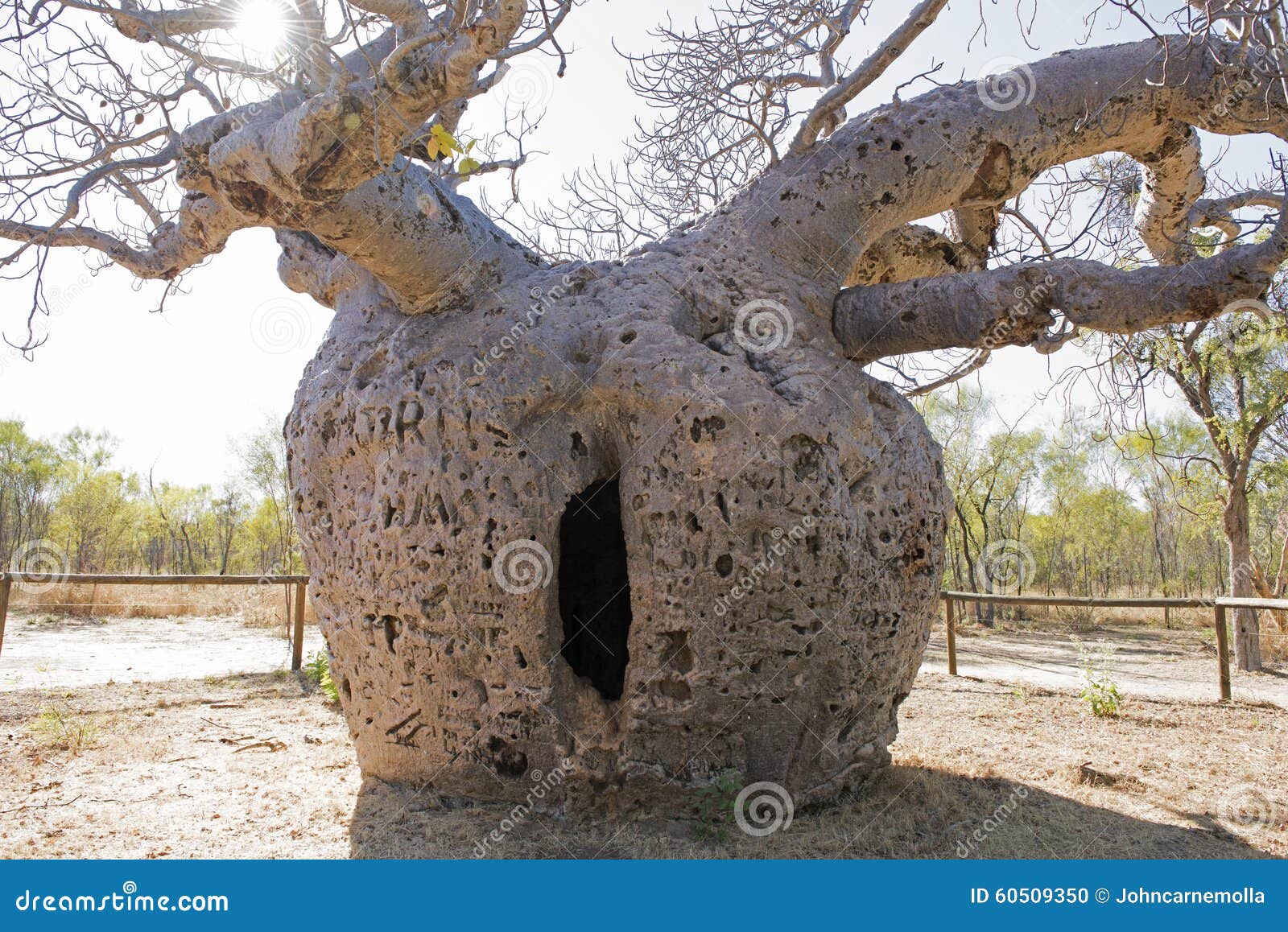 Boab tree stock photo. Image of famous, australia, nature - 60509350