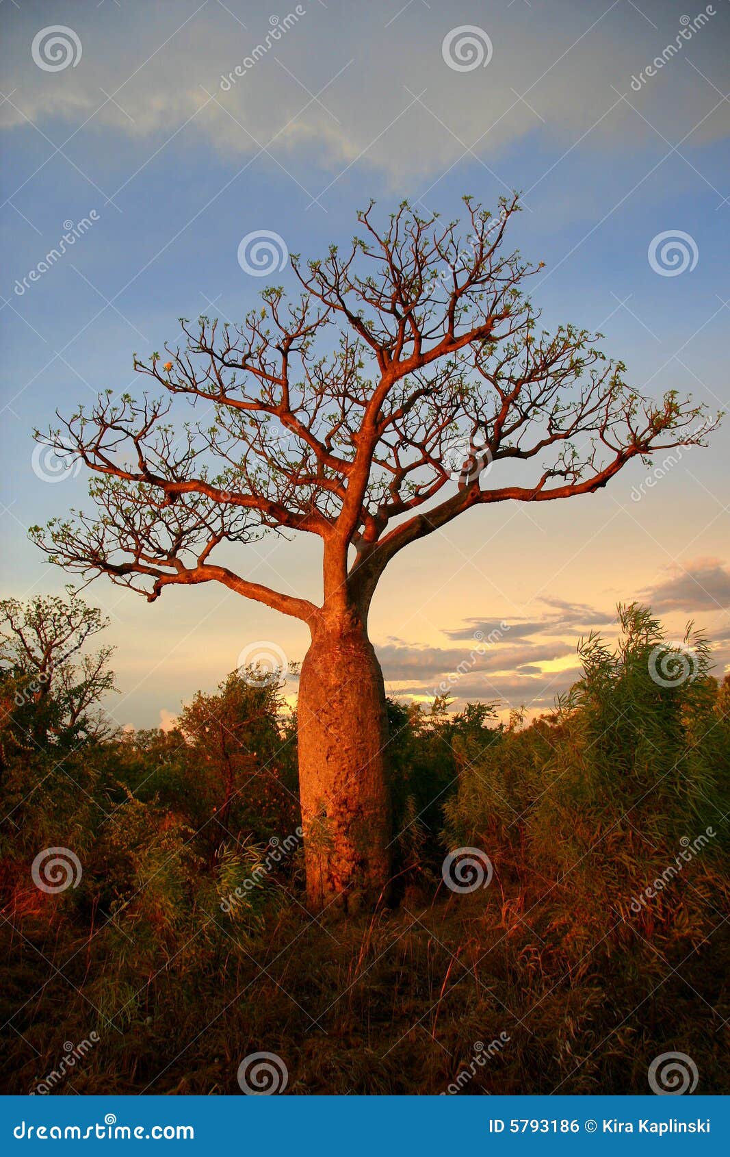 Boab Tree, Kimberly, Australia Stock Photo - Image of large, park: 5793186