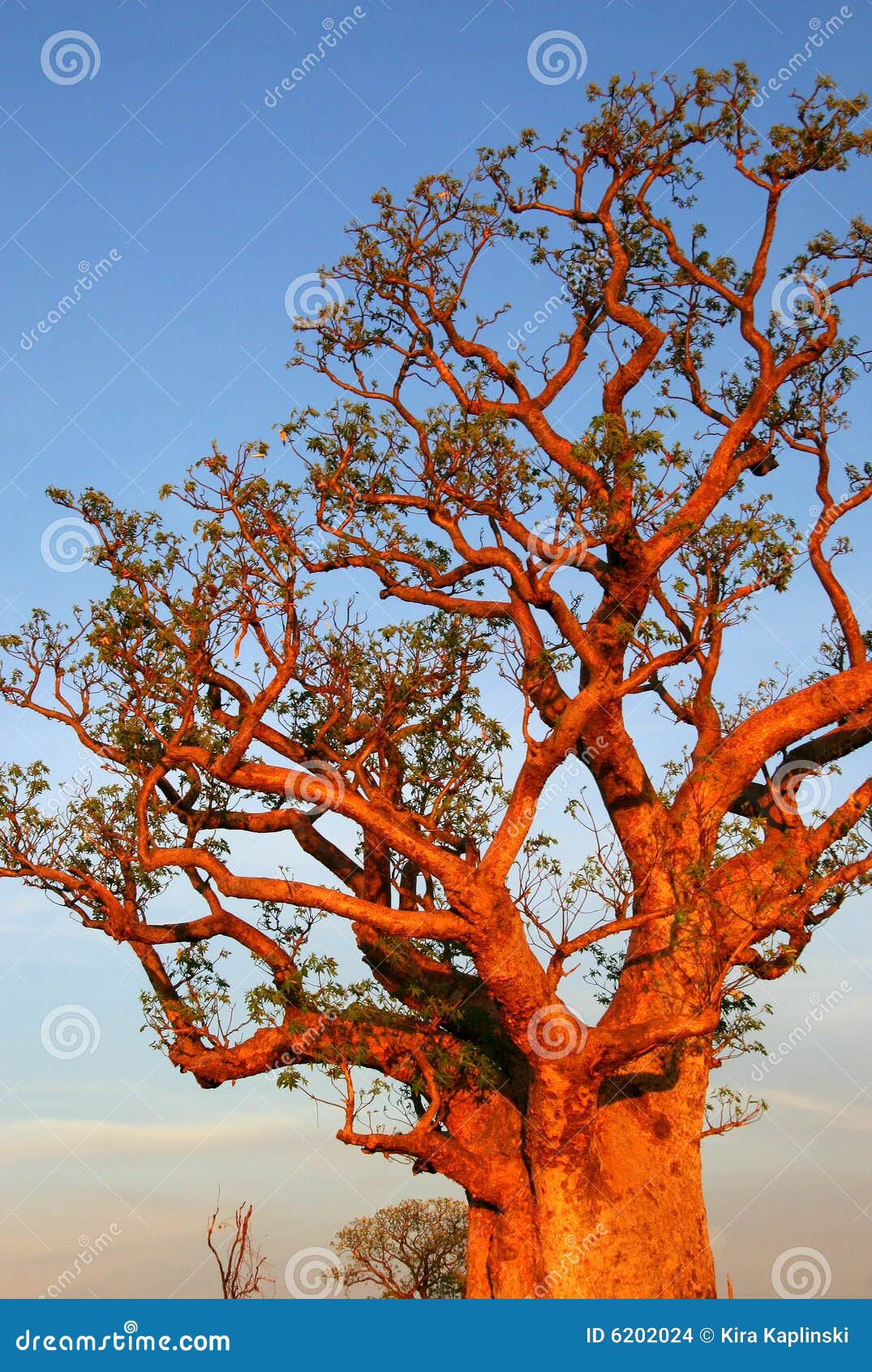 Boab Tree Along The Gibb River Road In Outback Australia Stock Image ...