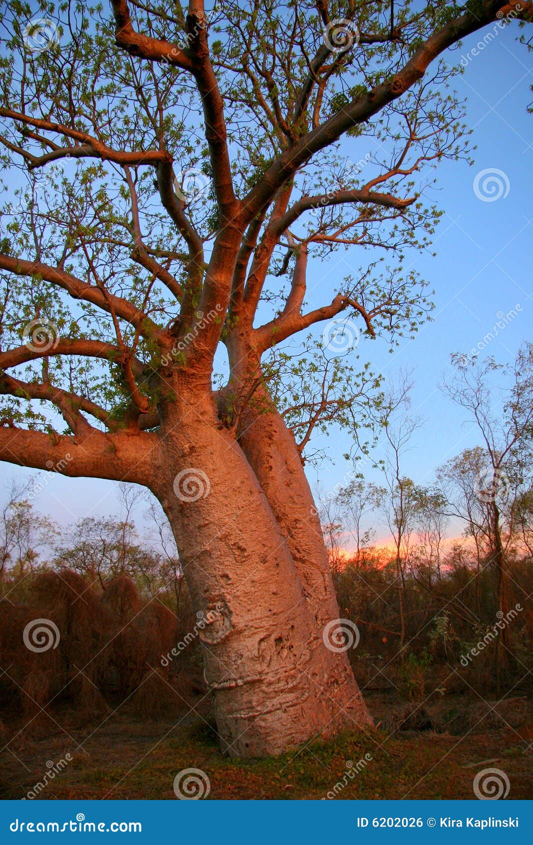 Boab Tree, Kimberly, Australia Stock Photo - Image of trunk, tree: 6202026