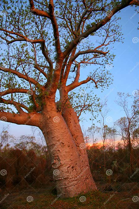 Boab Tree, Kimberly, Australia Stock Photo - Image of trunk, tree: 6202026