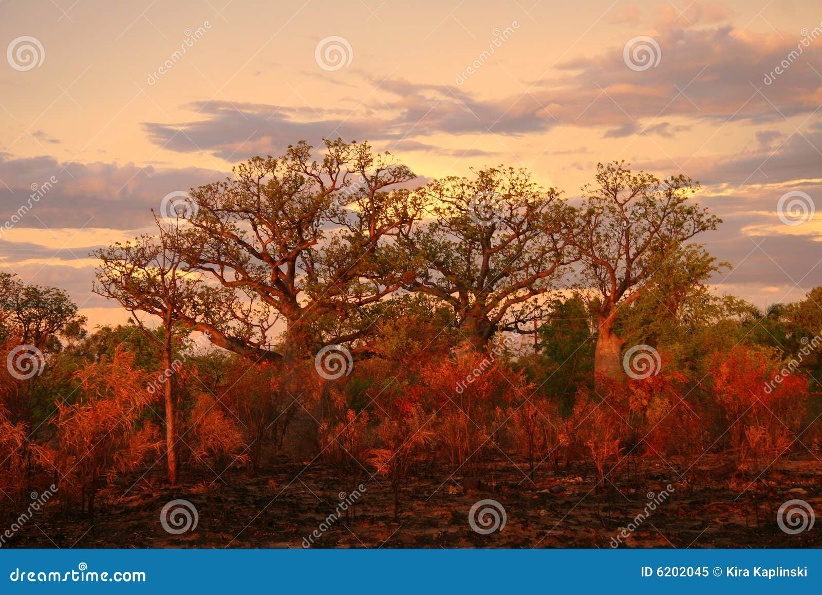 Boab Tree, Kimberly, Australia Stock Image - Image of dusk, baobab: 6202045