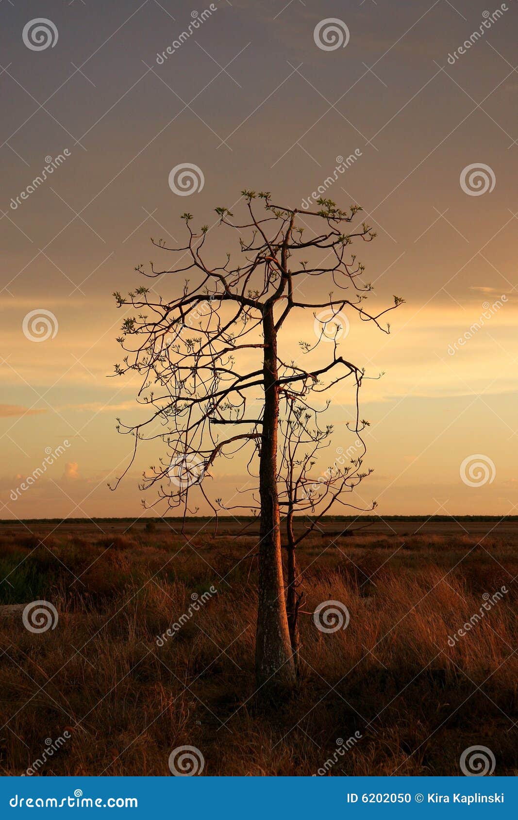 Boab Tree, Kimberly, Australia Stock Photo - Image of outline, shape ...