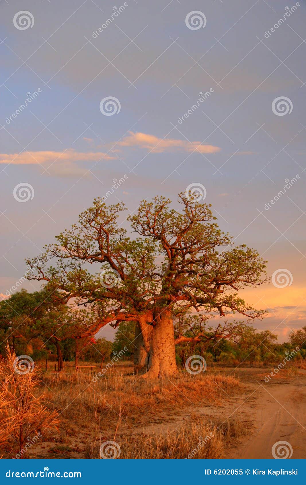 Boab Tree, Kimberly, Australia Stock Image - Image of aboriginal ...