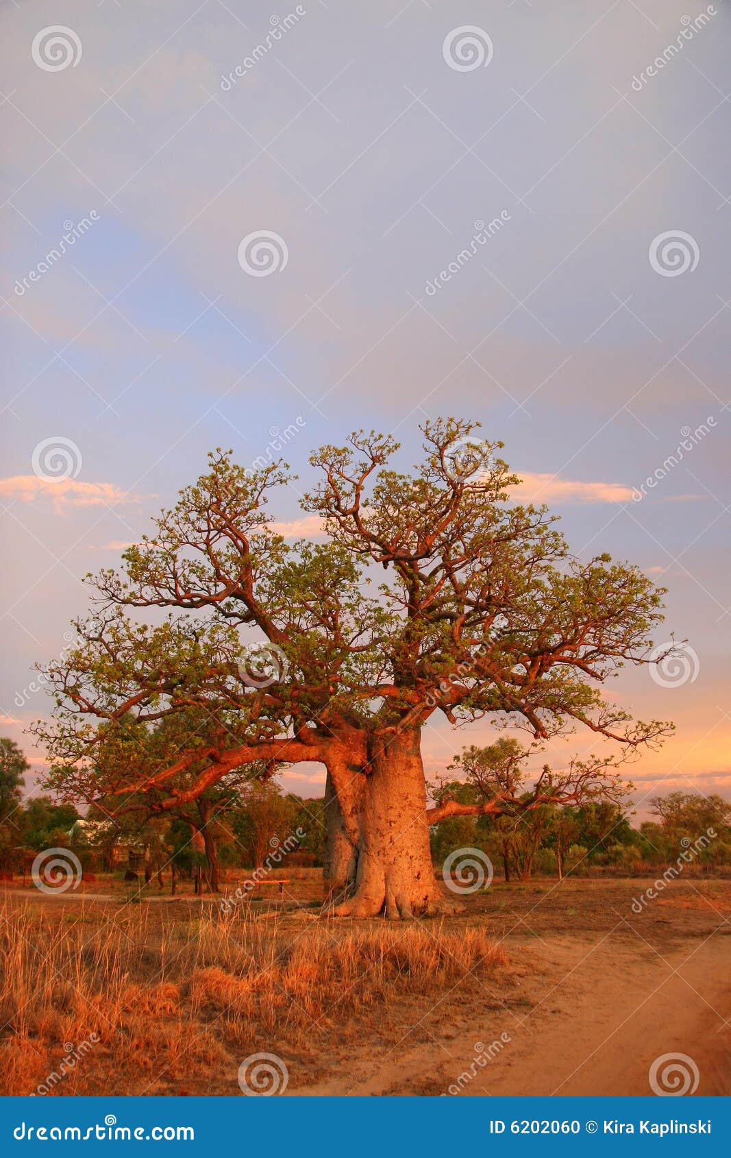 Boab Tree, Kimberly, Australia Stock Photo - Image of boab, vegetation ...
