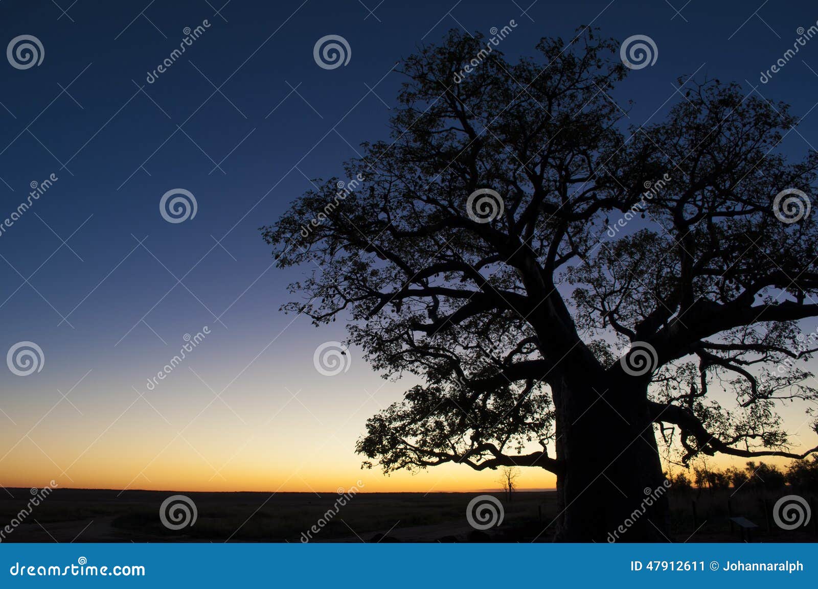 Boab tree sunset stock image. Image of panorama, australian - 47912611