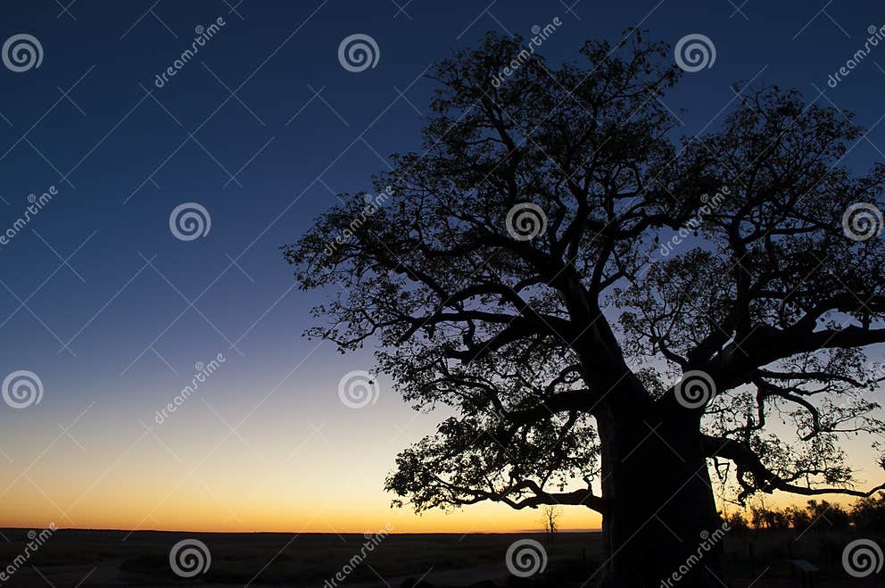 Boab tree sunset stock image. Image of panorama, australian - 47912611