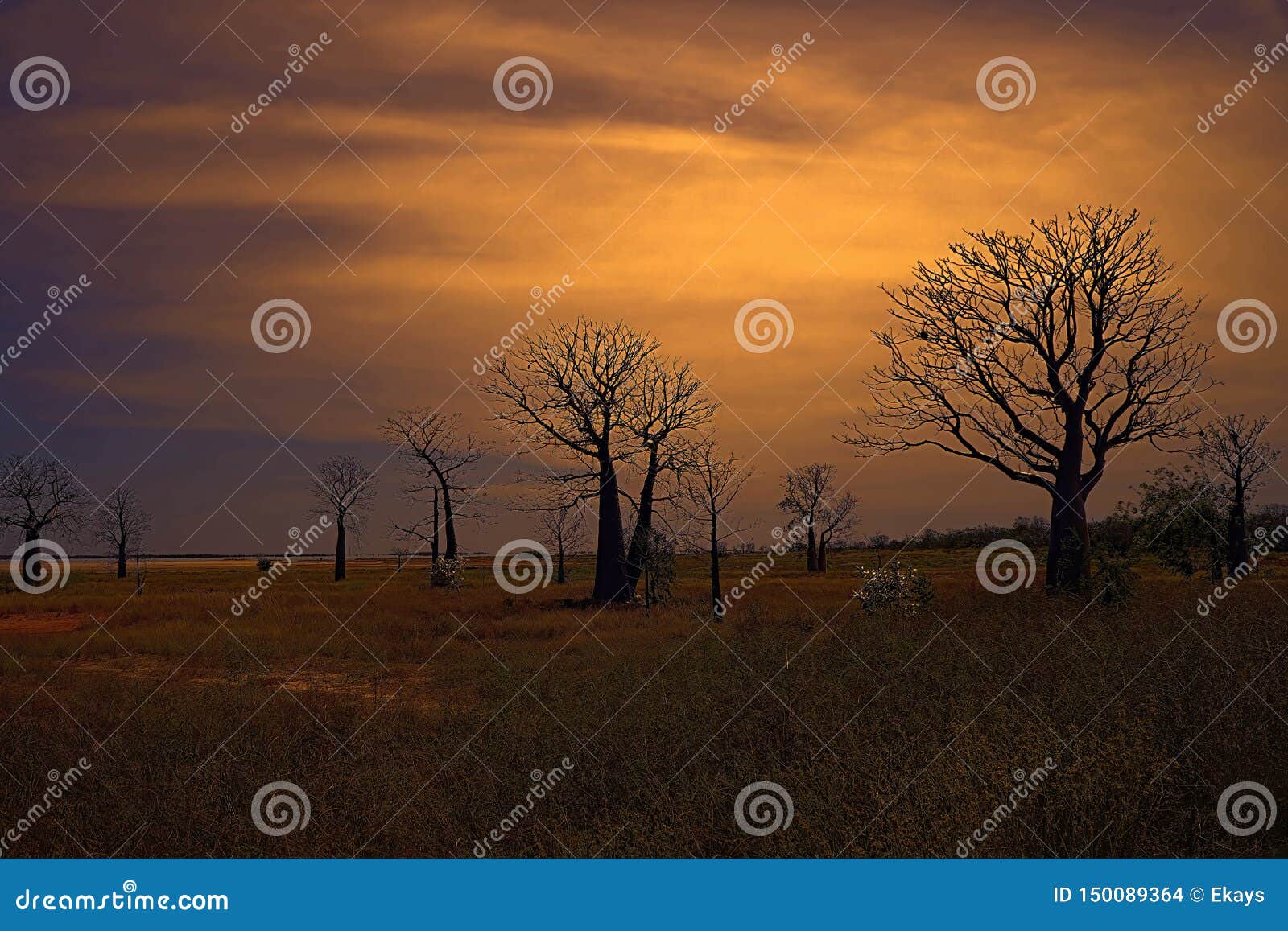 Boab tree & x28;72 stock photo. Image of grassland - 150089364