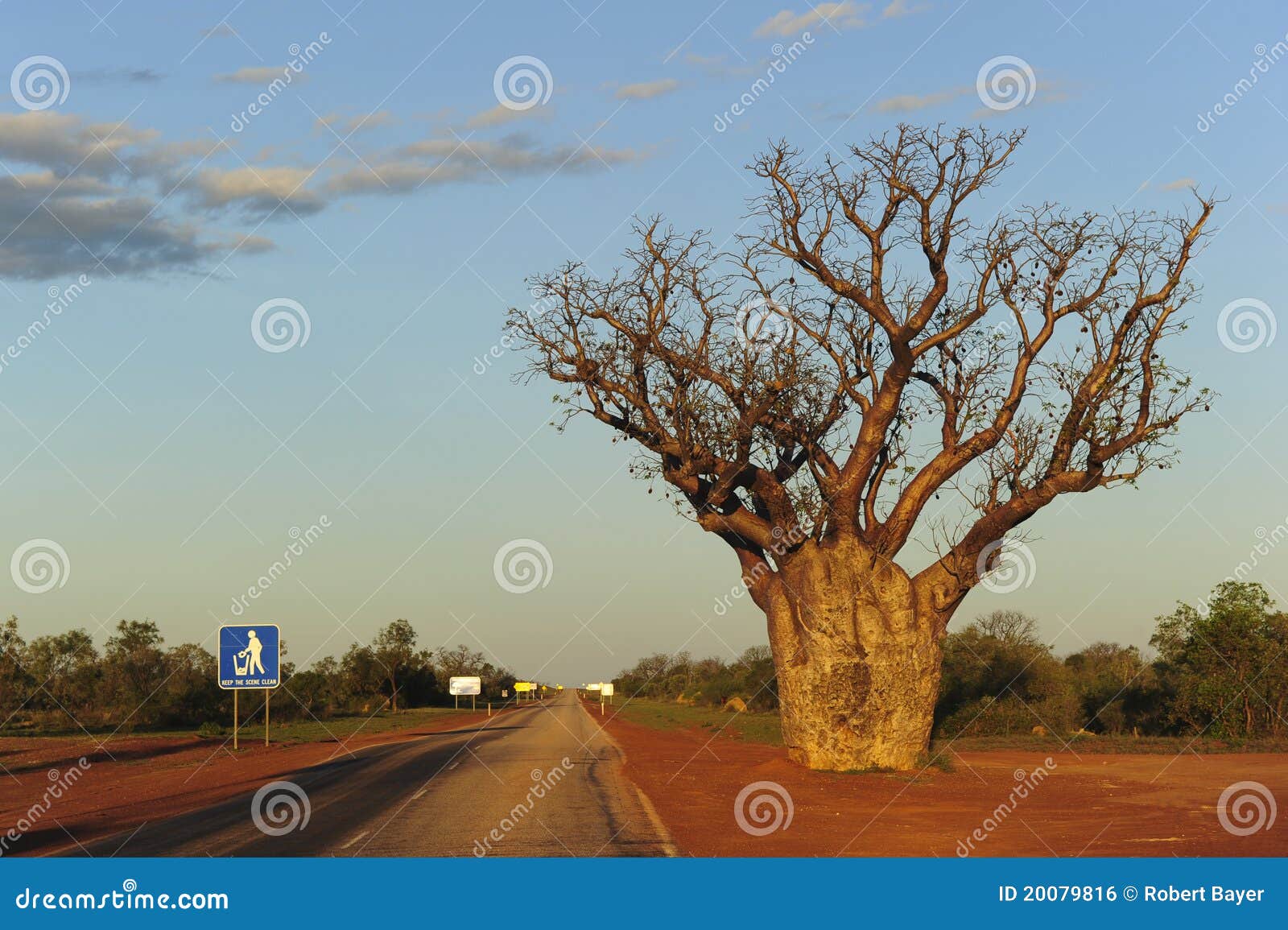 Boab Tree Western Australia Stock Photo - Image of destination, blue ...