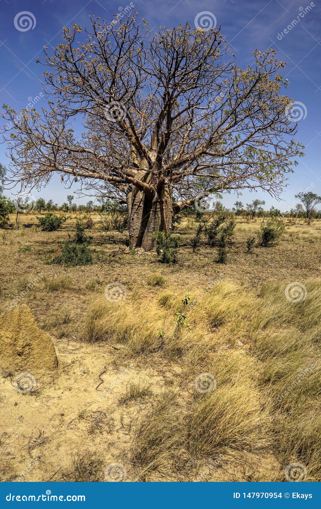 Boab Trees Bottle-like Appearance Stock Photo - Image of branch ...