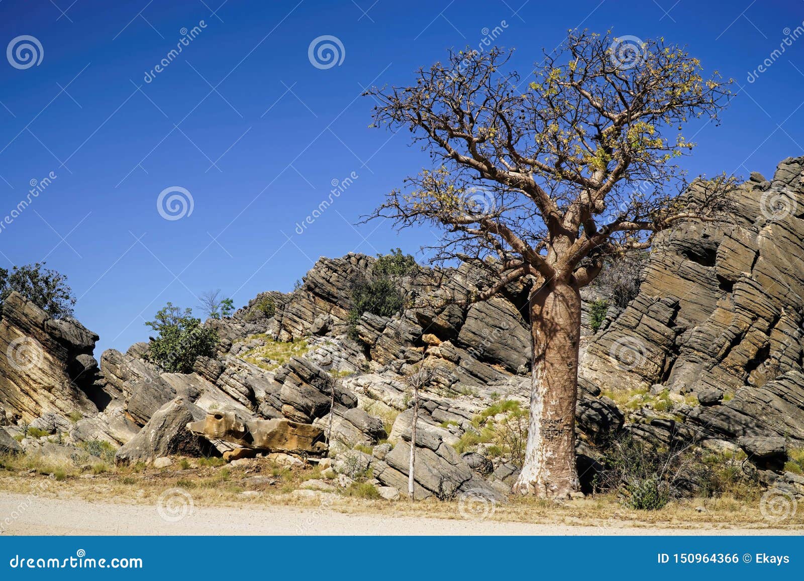 Large Boab Tree Western Australia Royalty-Free Stock Image ...