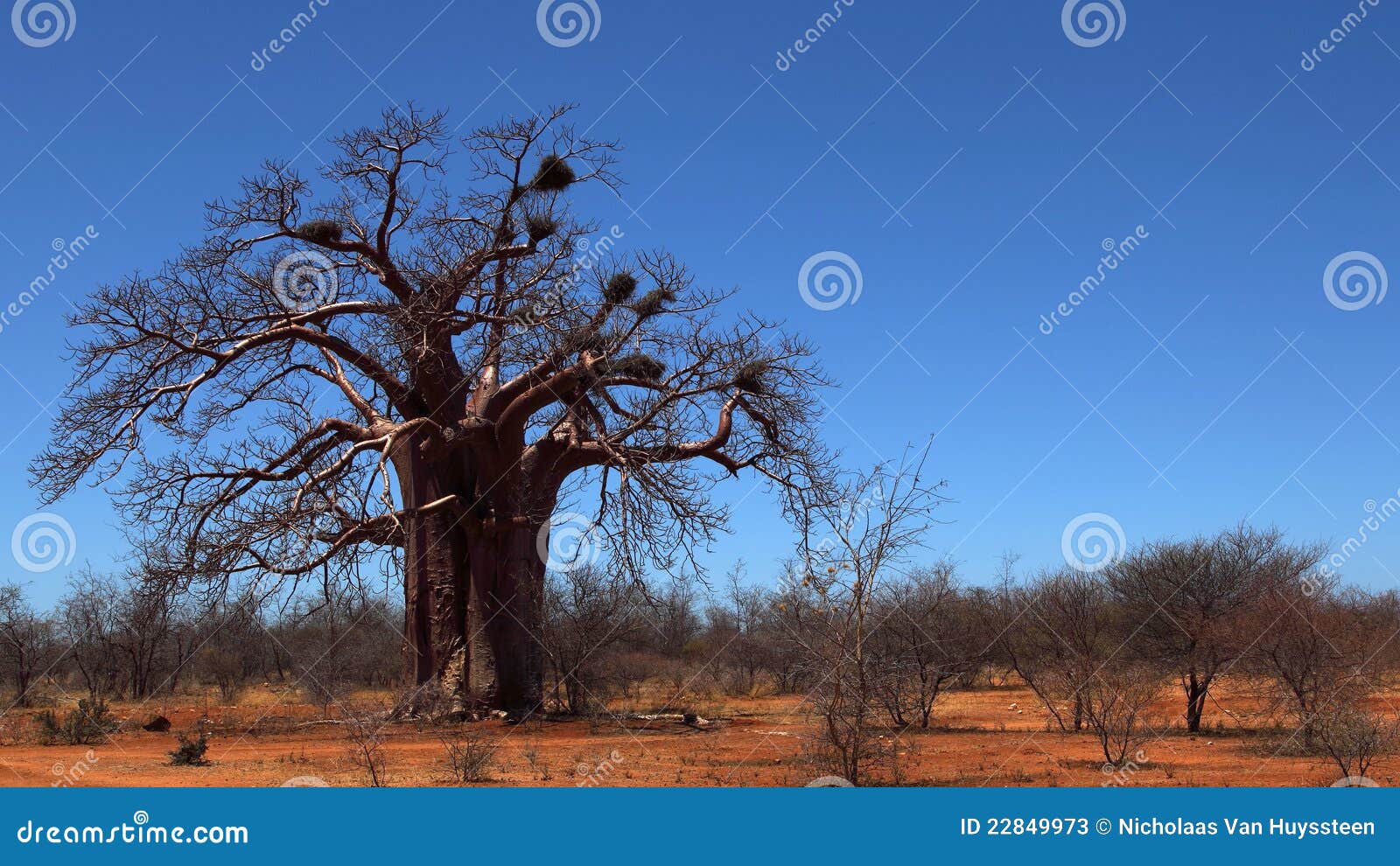 Boabab tree stock image. Image of roots, africa, outdoor - 22849973