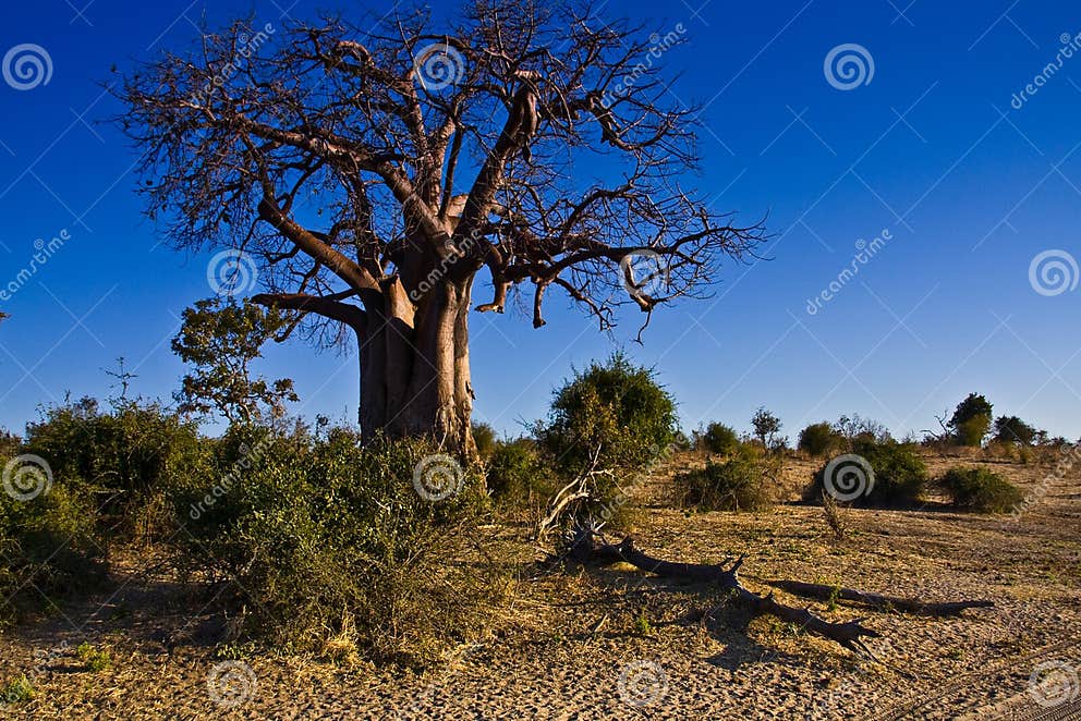 Boabab Tree stock photo. Image of tree, tourism, travel - 6348970