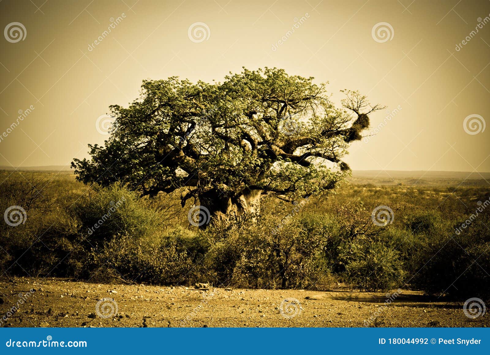 Boabab tree in africa stock photo. Image of boabab, green - 180044992