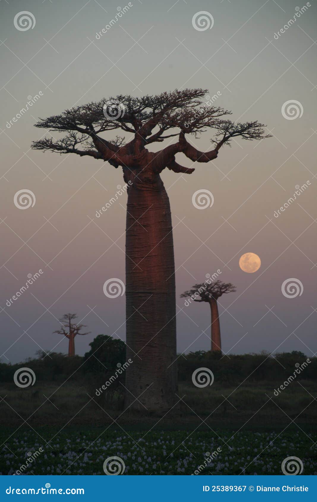 Boabab trees stock image. Image of field, world, outdoors - 25389367