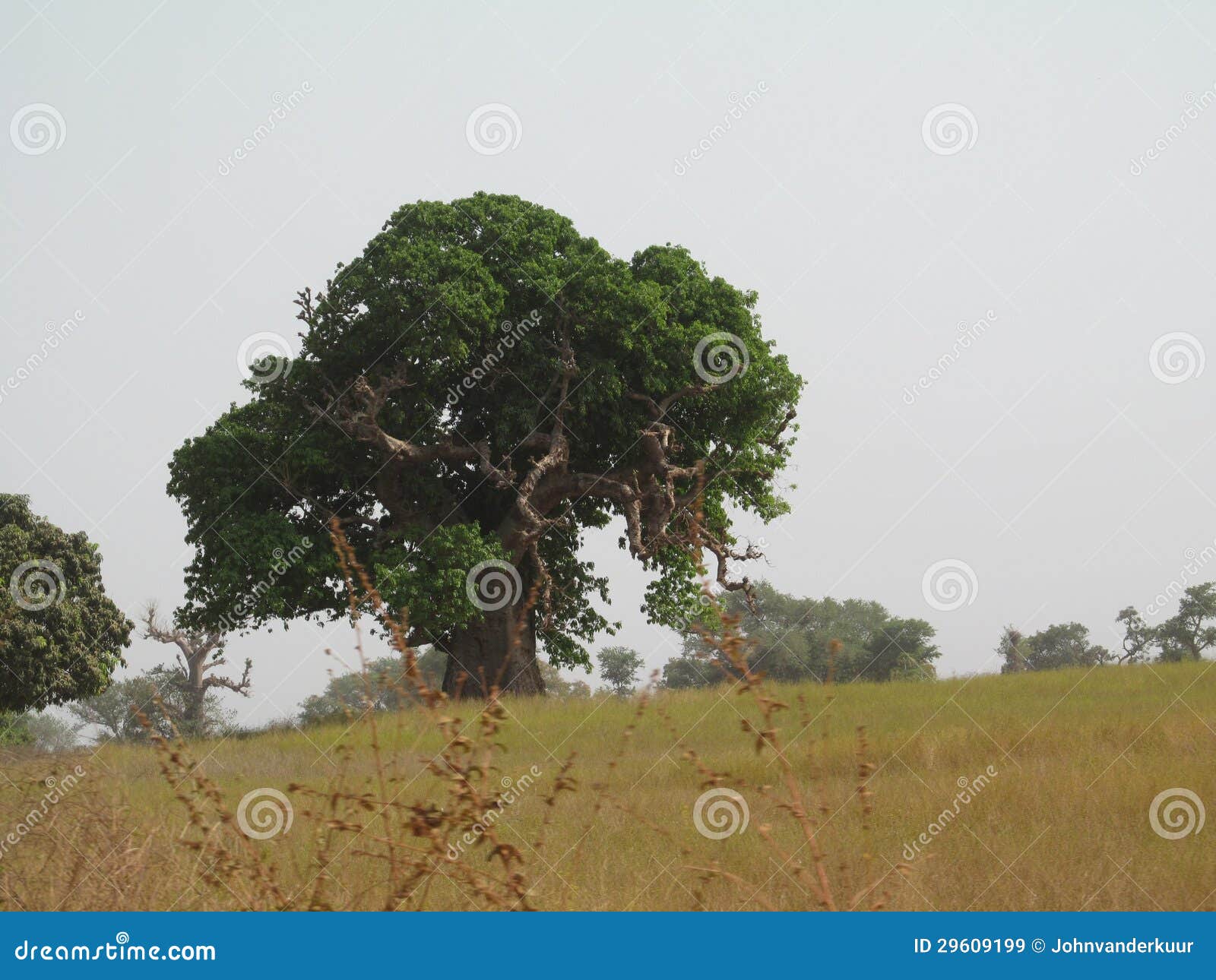 Boabob tree in folage stock image. Image of faso, boabob - 29609199