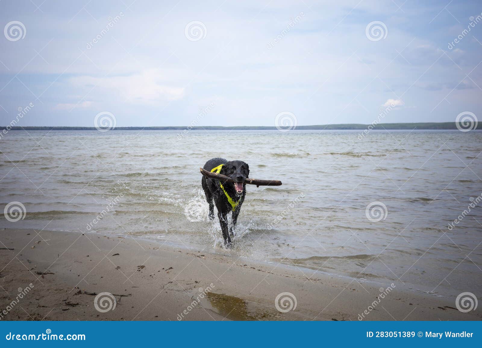 Black Lab Fetching a Stick from the Water Stock Image - Image of lake ...