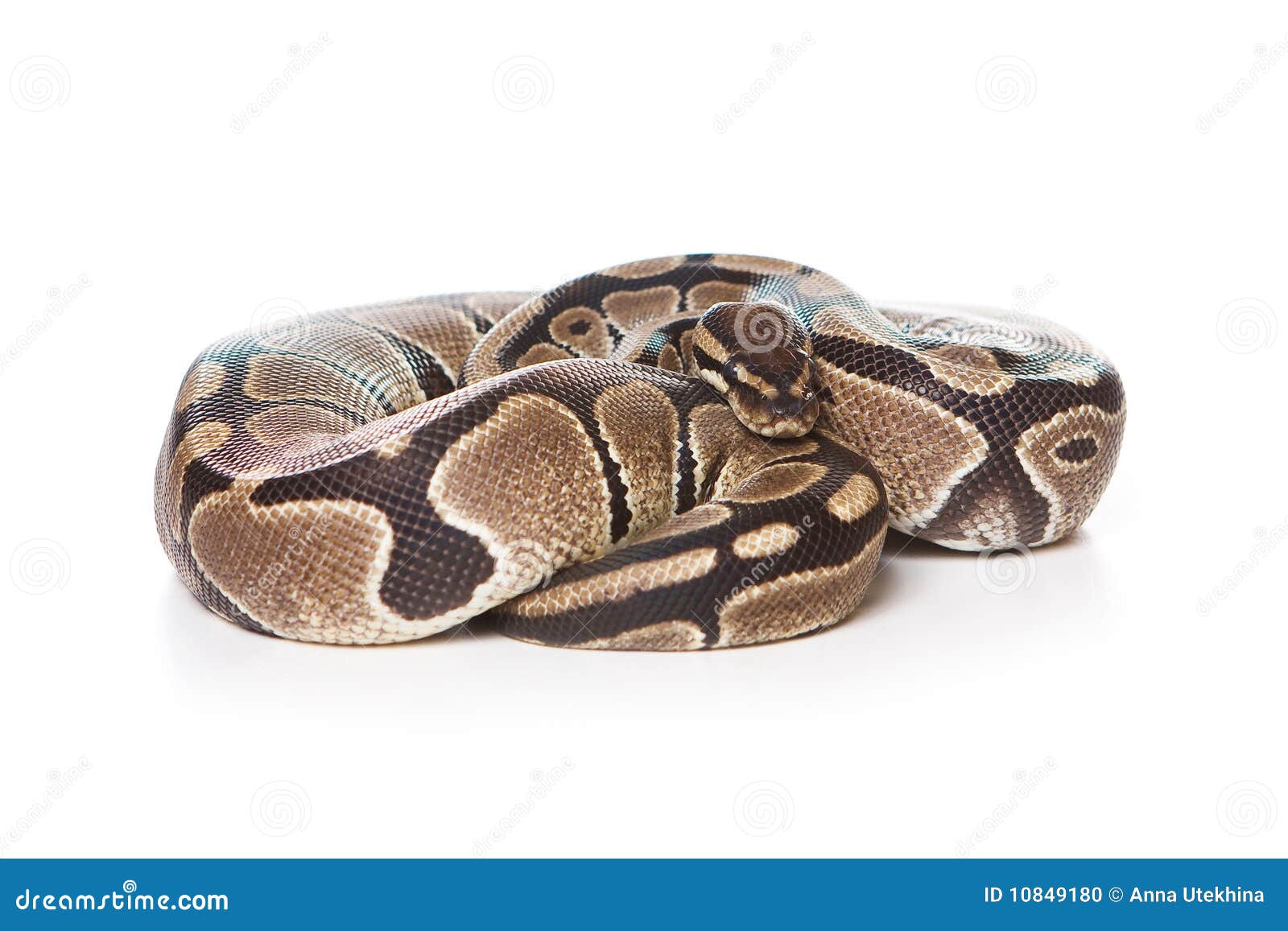 Boaorm arkivfoto. Bild av skalor, vitt, dött, studio - 10849180